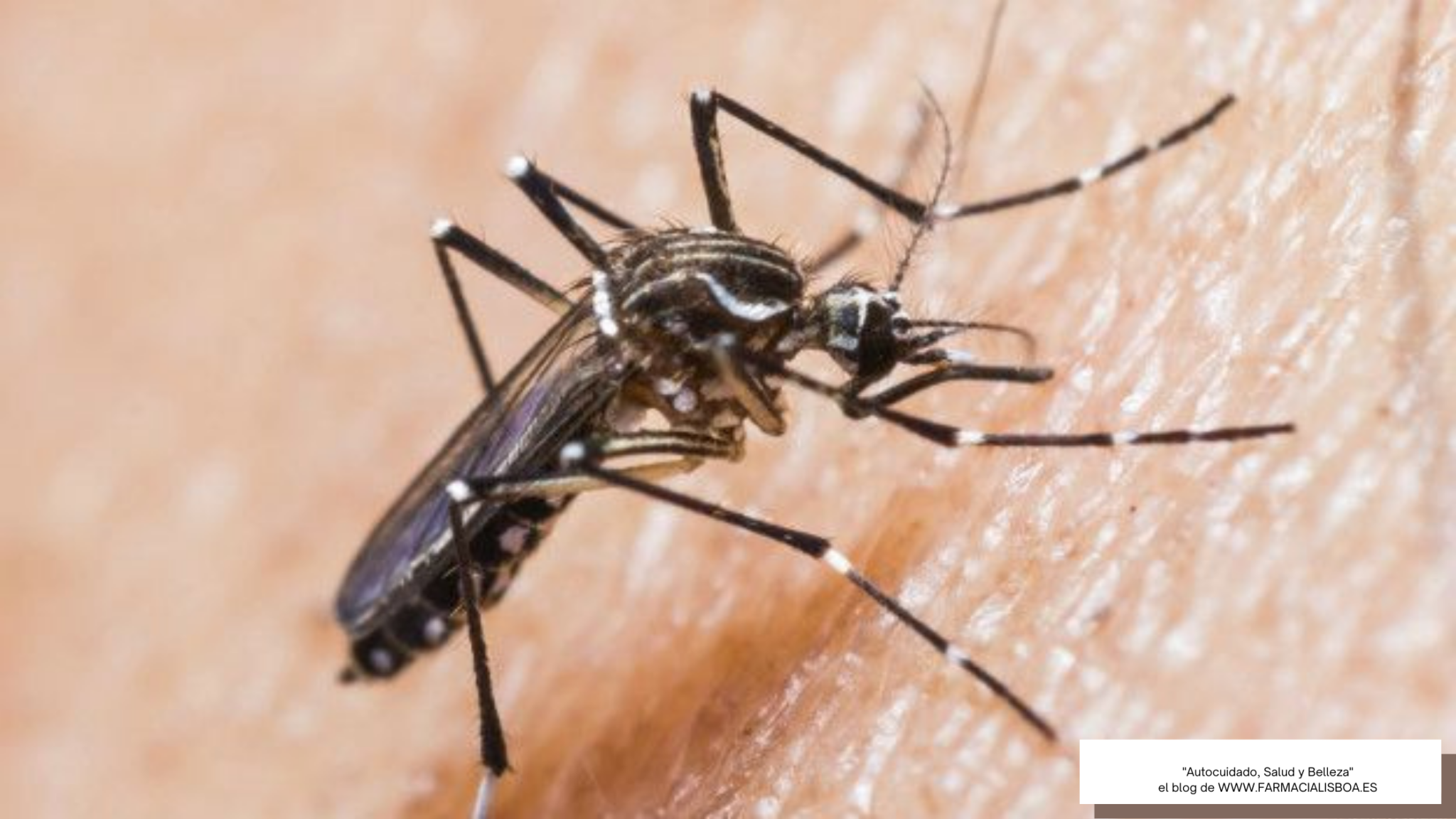 ¿Qué es el virus del Zika? Síntomas y riesgos del virus Zika
